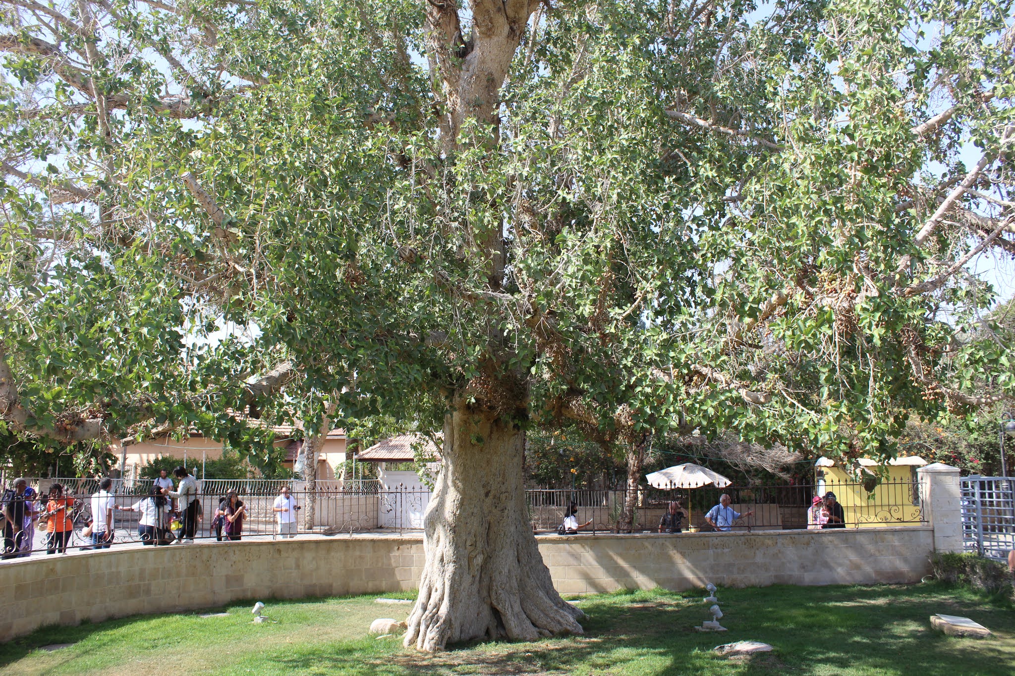 Zacchaeus’ sycamore fig – 圣经综合解读